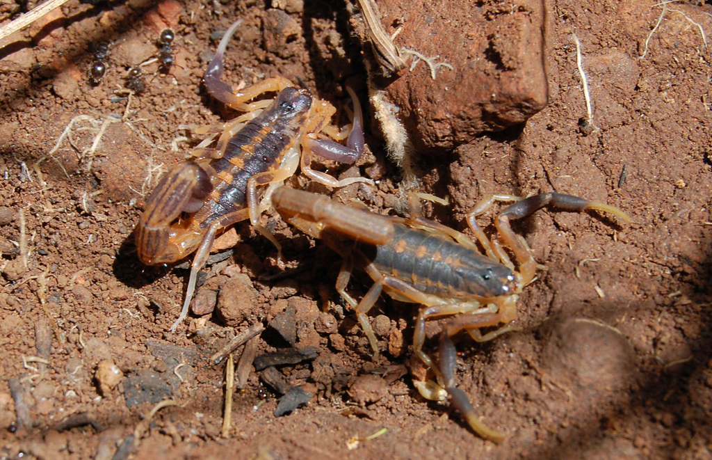 Highveld Lesser-Thicktail Scorpion (Scorpions, Spiders, Ticks and Mites ...