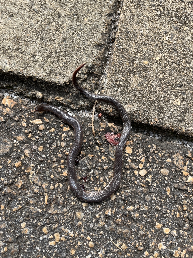 Eastern Worm Snake from Maiden, NC, US on September 20, 2023 at 12:44 ...