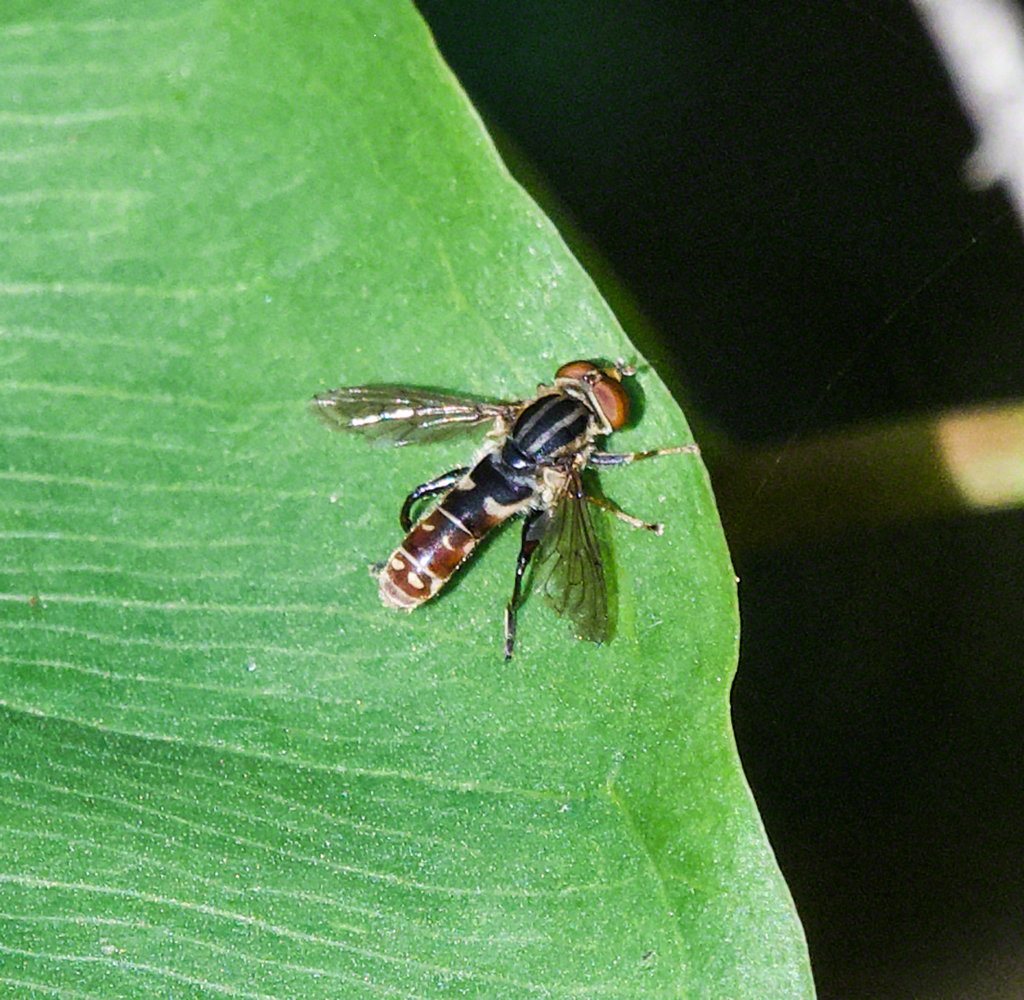 Lump-legged Swamp Fly from Tuckahoe, VA, USA on September 20, 2023 at ...