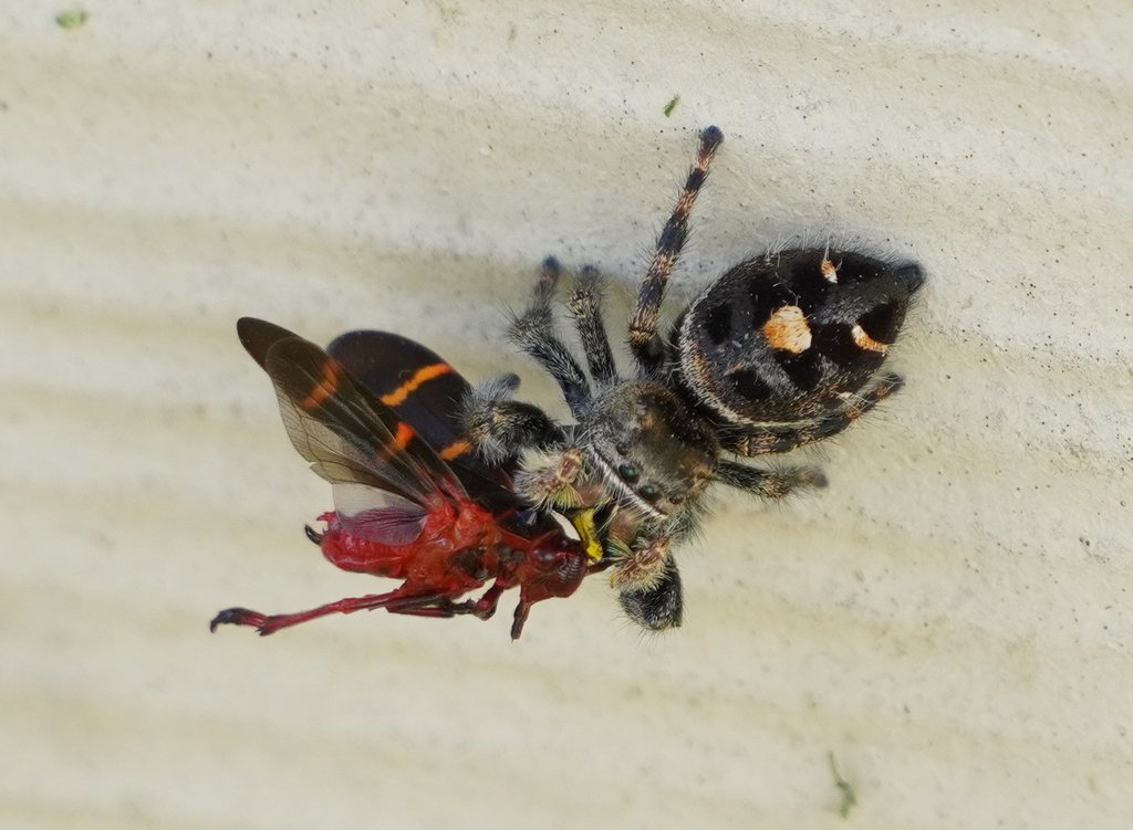 Bold Jumping Spider from Virginia Beach, VA 23462, USA on September 20 ...