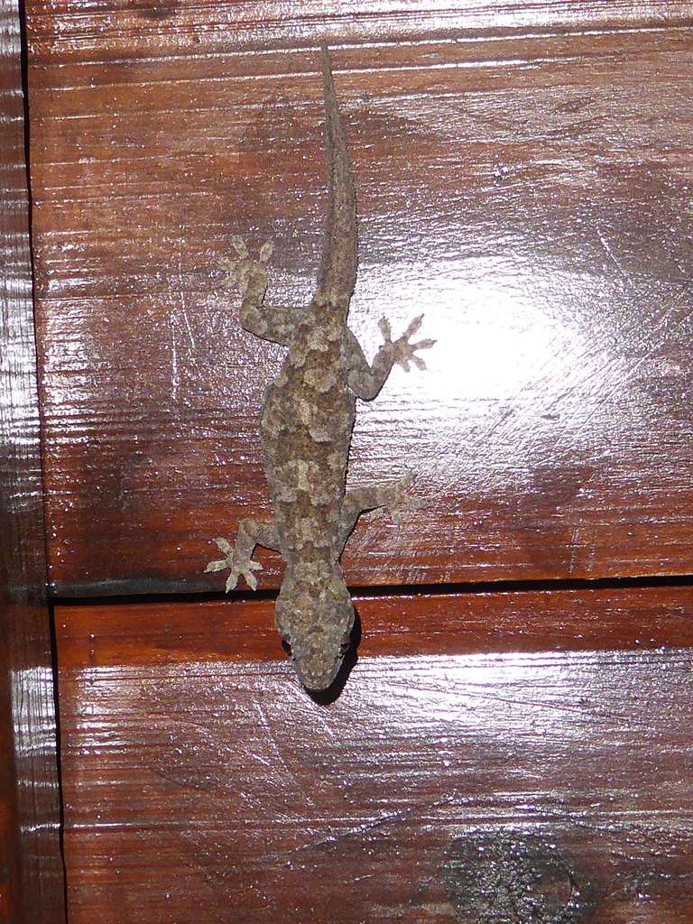 Tropical House Gecko from Gert Sibande, ZA-MP, ZA on March 14, 2016 at ...