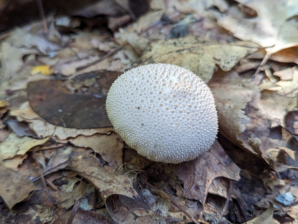 common puffball in September 2023 by Eric Bartkowski · iNaturalist