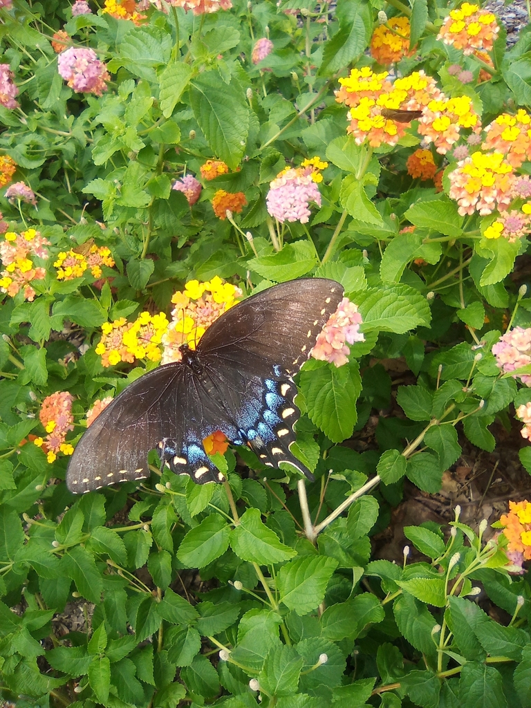 Eastern Tiger Swallowtail from Fulton County, US-GA, US on September 20 ...
