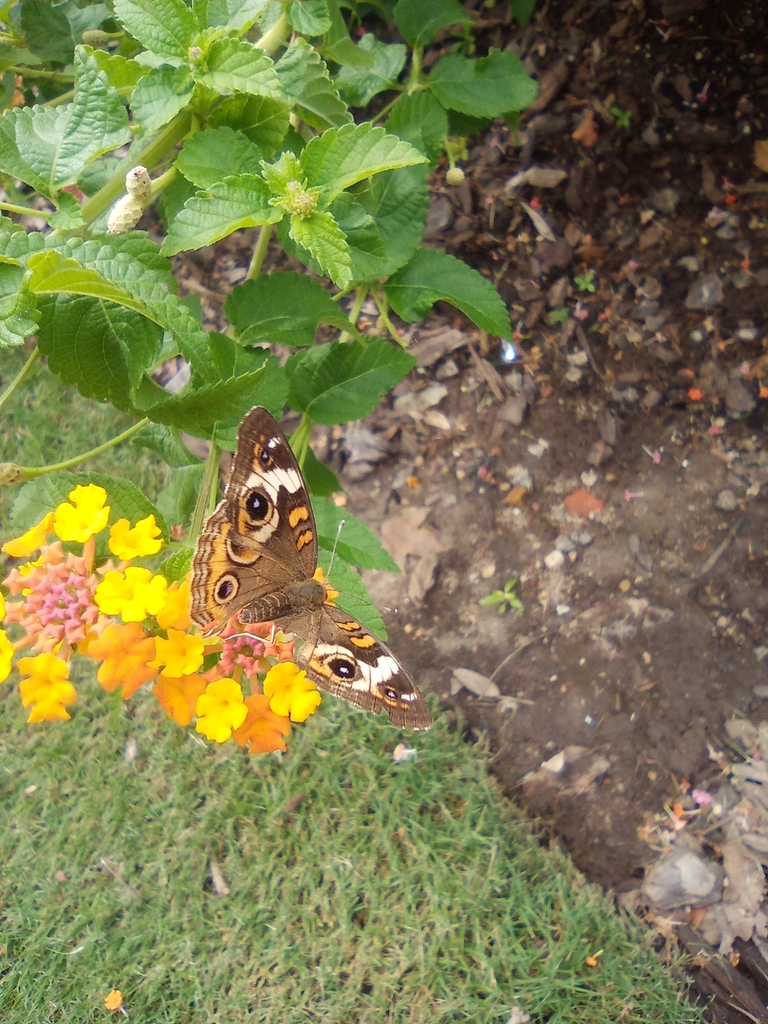 Common Buckeye from Fairlie-Poplar, Atlanta, GA 30303, USA on September ...