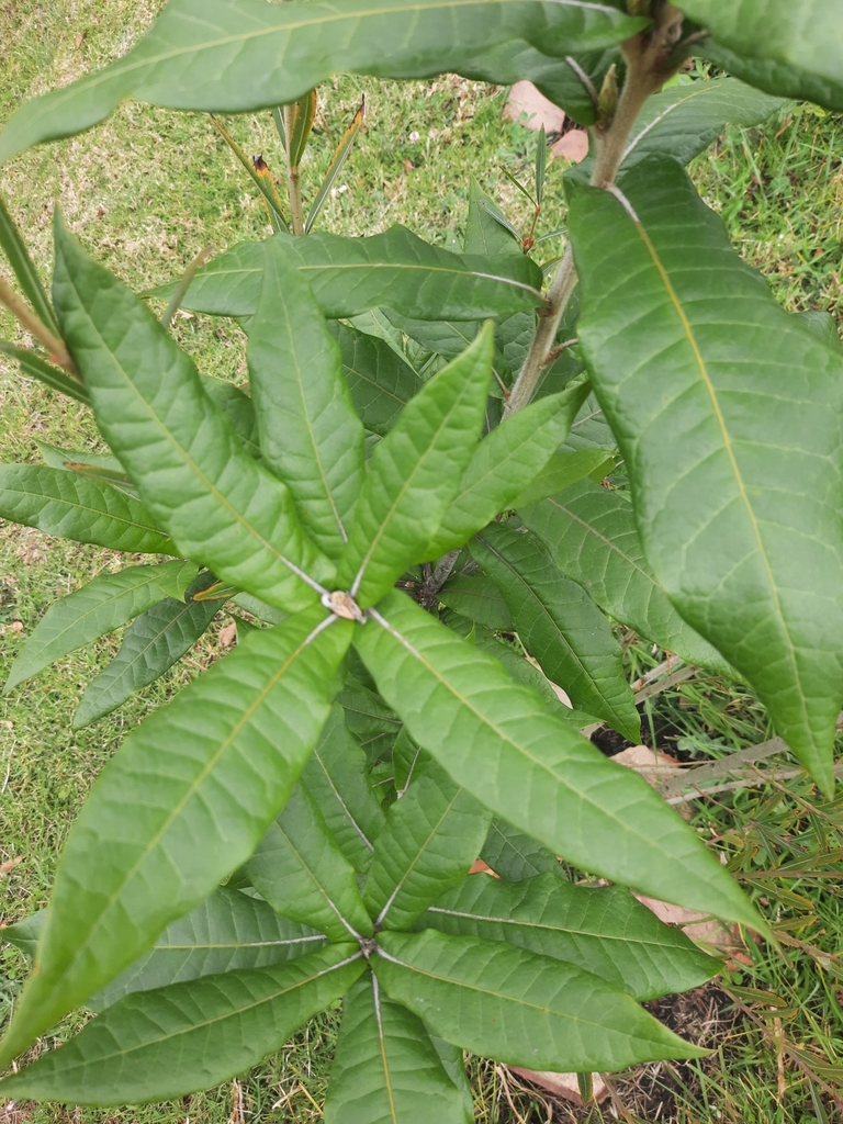 Andean oak in September 2023 by soymuylinda123 · iNaturalist