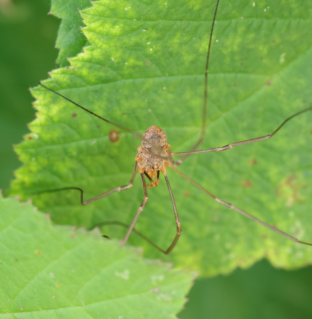 European Harvestman from Gonfreville-l'Orcher, France on September 20 ...