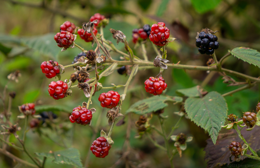 Andean Raspberry from Xico, Ver., México on June 24, 2023 at 11:26 AM ...