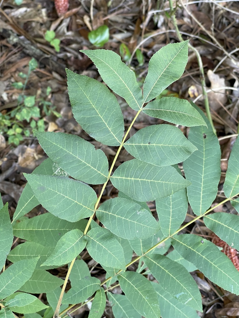 sand hickory from Powcan Rd, Bruington, VA, US on September 19, 2023 at ...