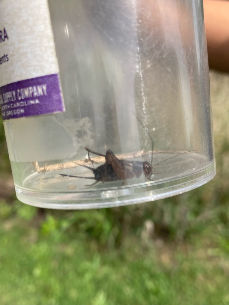 Ground Crickets from Perrysburg, OH 43551, USA on September 19, 2023 at ...