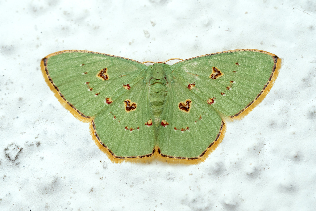 Comostola orestias from Fraser's Hill, Pahang, Malaysia on May 6, 2022 ...