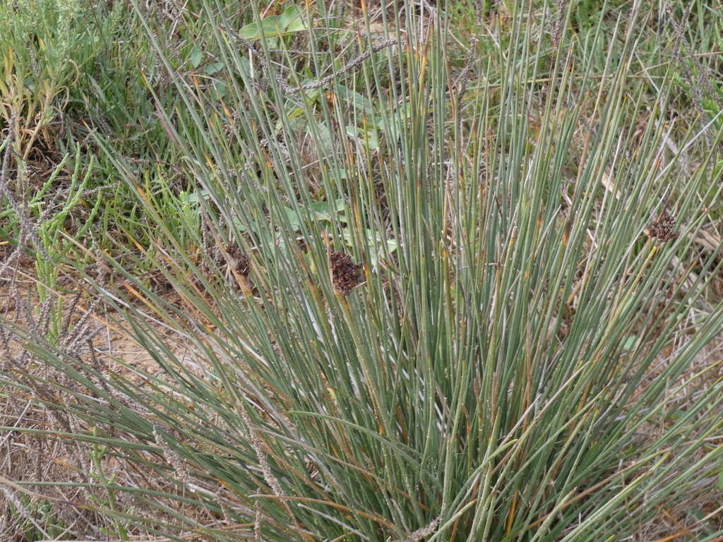 spiny rush from Balearic Islands, Spain on September 14, 2023 at 02:21 ...