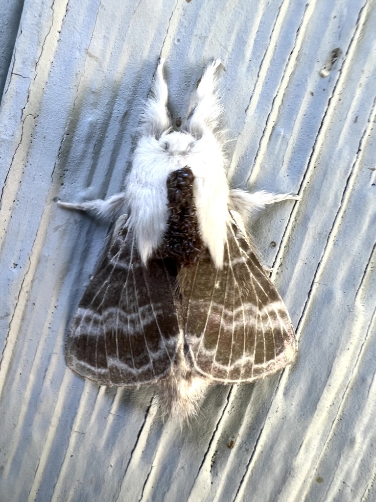 Large Tolype Moth from Minuteman Rd, Ridgefield, CT, US on September 20 ...