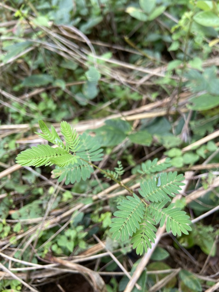 Mimoseae from Vía 624, Puntarenas, CR on September 20, 2023 at 12:08 PM ...