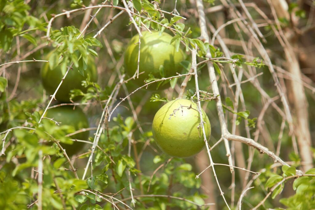 Spiny monkey orange from Sun City, South Africa on September 19, 2023 ...