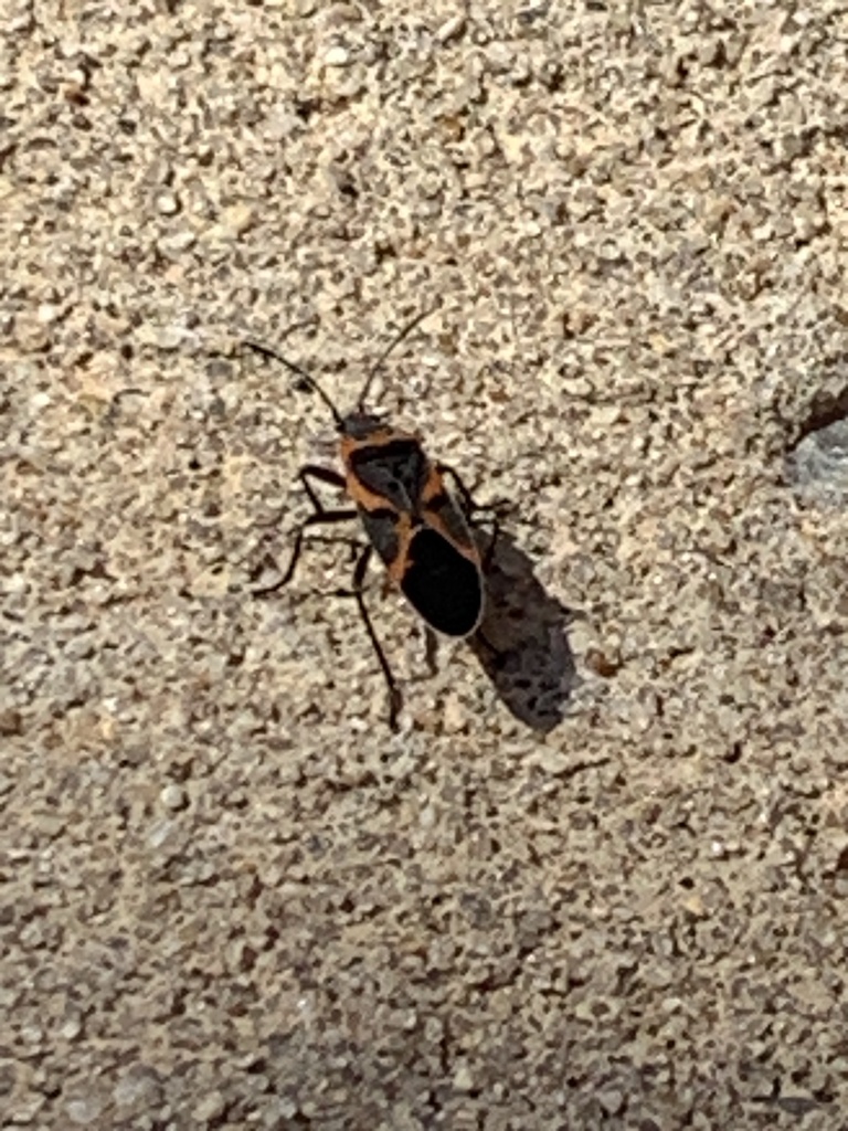 Small Milkweed Bug from New Jersey Institute of Technology, Newark, NJ ...