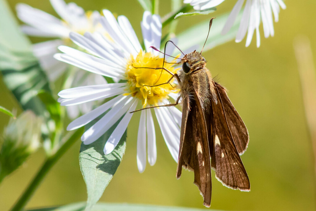 Ocola Skipper from Derry, NH, USA on September 20, 2023 at 12:00 PM by ...