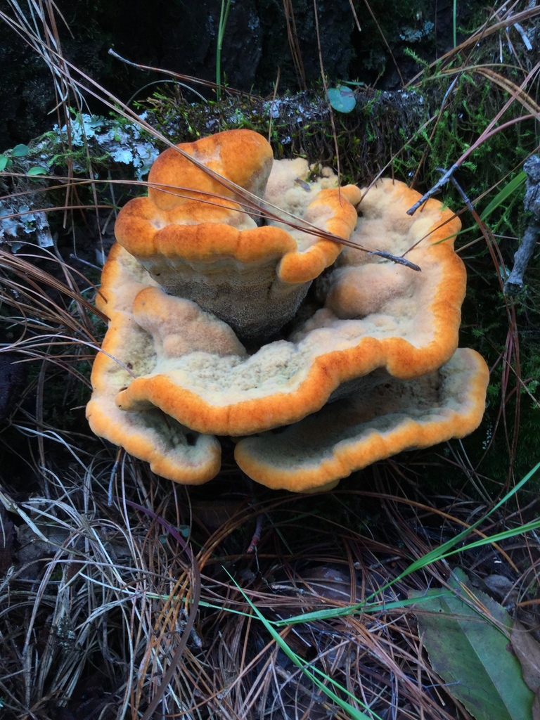 Dyer's Polypore from Bosque aledaño al Puente de Dios, Pinal de Amoles ...