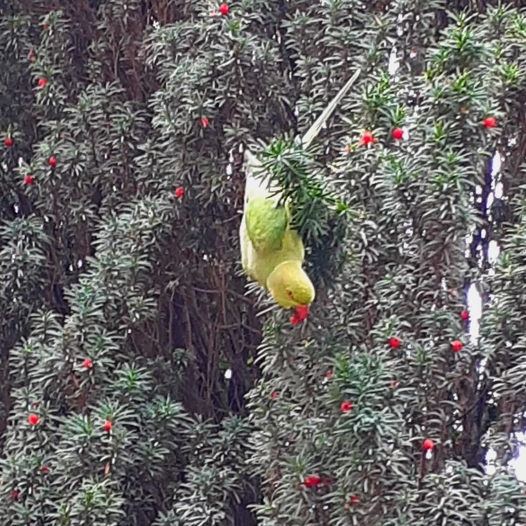 Rose-ringed Parakeet from Jardin des Plantes, 75005 Paris, France on ...