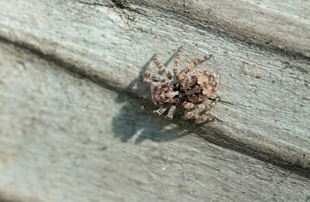 Asiatic Wall Jumping Spider from 11 Seymour Ave, Toronto, ON M4J 3T3 ...
