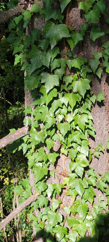 Atlantic Ivy from Lake Forest, Lake Oswego, OR 97035, USA on September ...