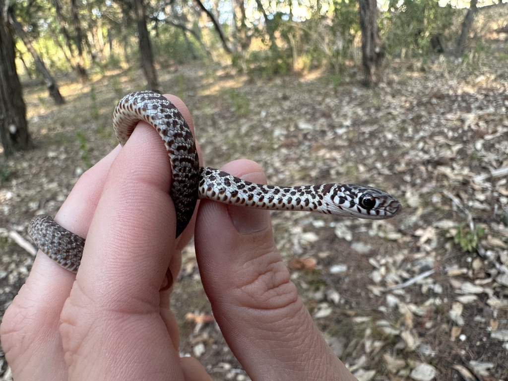 North American Racer in August 2023 by mtorres · iNaturalist