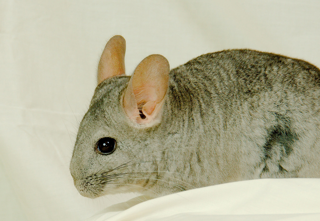 Short Tailed Chinchilla