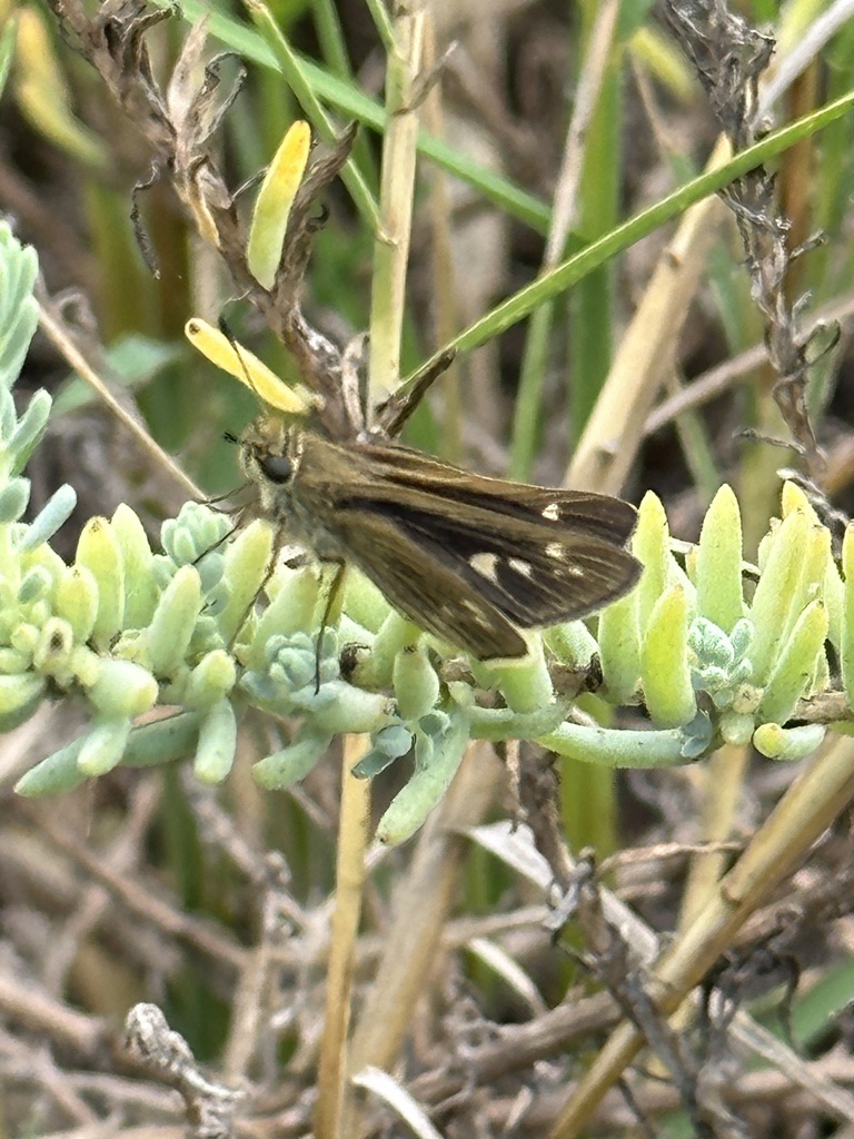 Wandering Skipper from S Coast Hwy 101, Encinitas, CA, US on September ...