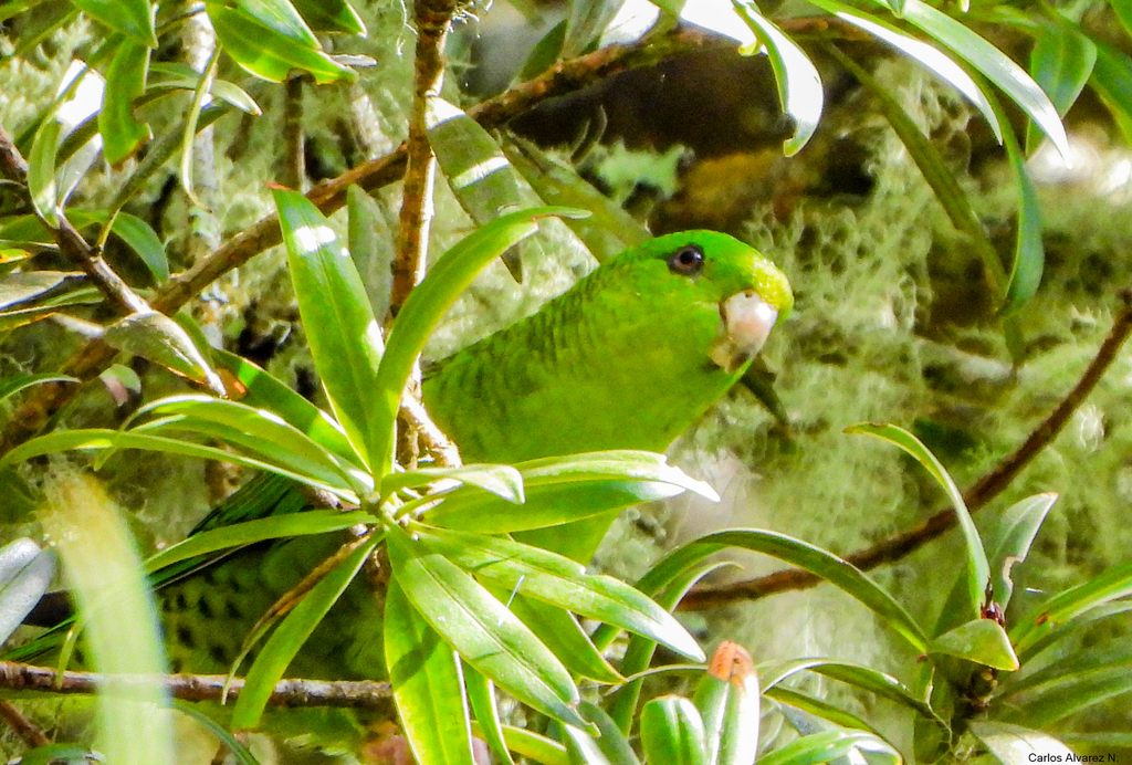 Barred Parakeet in September 2023 by Carlos Alvarez N. · iNaturalist