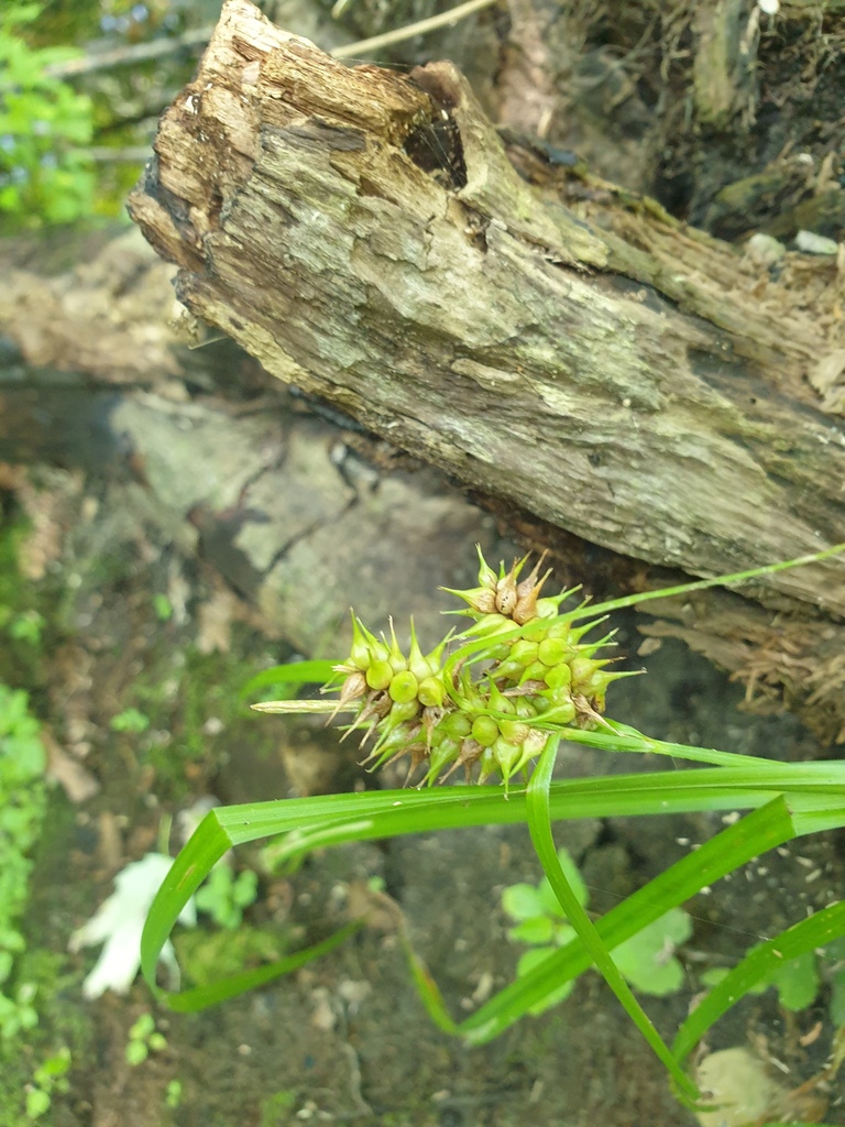 retrorse sedge from Elgin County, ON, Canada on August 20, 2023 at 03: ...