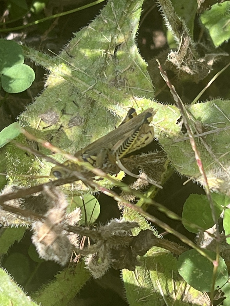 Grasshoppers from W Bancroft St, Toledo, OH, US on September 20, 2023 ...