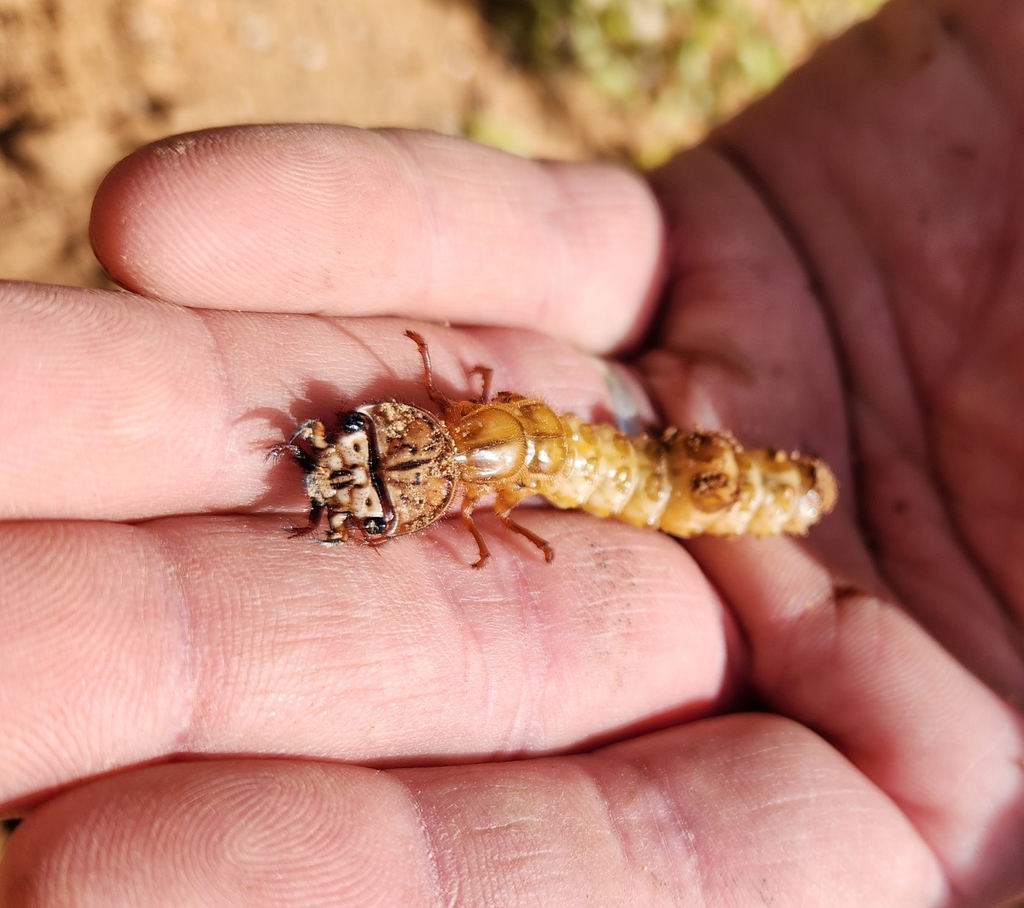 Monster Tiger Beetles from Kamiesberg Local Municipality, South Africa ...