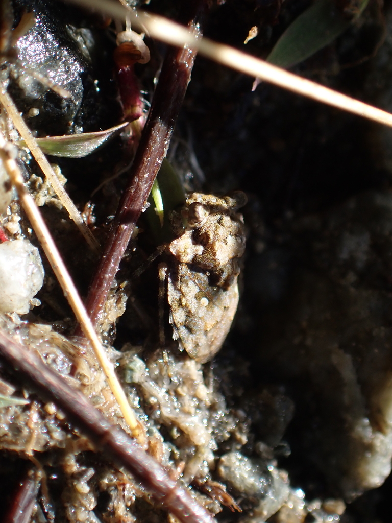 Big-eyed Toad Bug from Okanagan-Similkameen, BC, Canada on May 23, 2023 ...