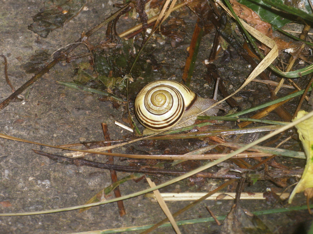 Brown-lipped Snail in September 2023 by MacOc · iNaturalist