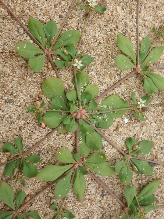 green carpetweed (Common Iowa Weeds) · iNaturalist