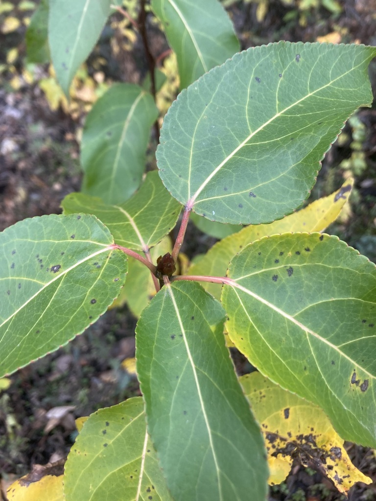 balsam poplar from Fairbanks North Star Borough, AK, USA on September ...