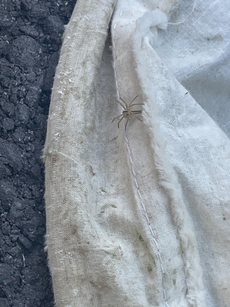 Rustic Wolf Spider from Bannock County, US-ID, US on September 20, 2023 ...