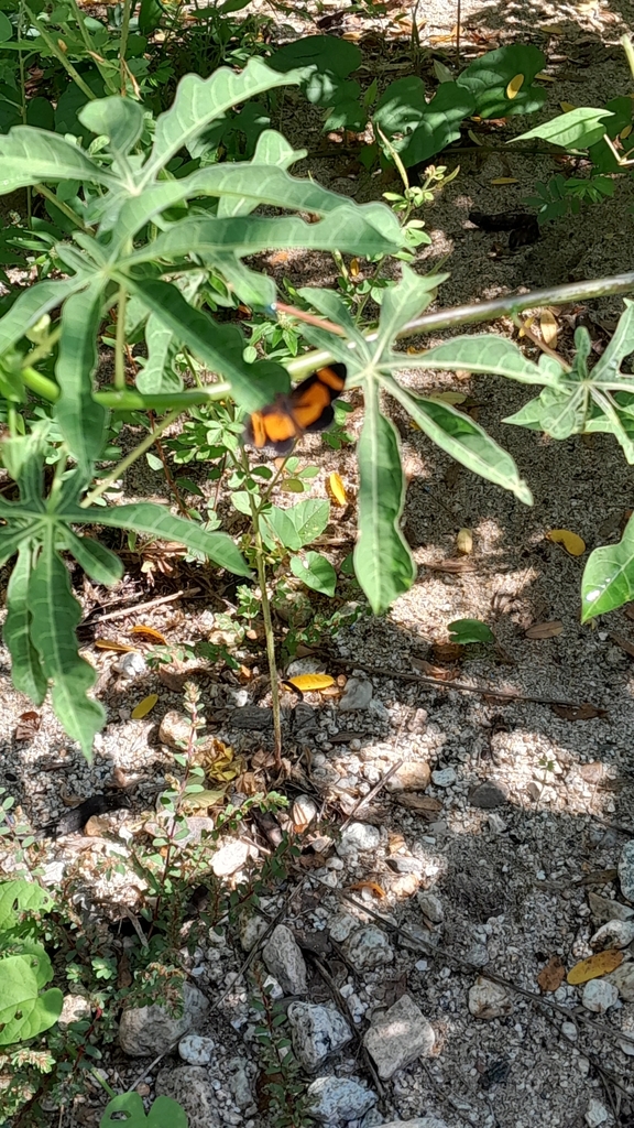 Elf Butterfly from 70984 Oax., México on September 20, 2023 at 09:45 AM ...