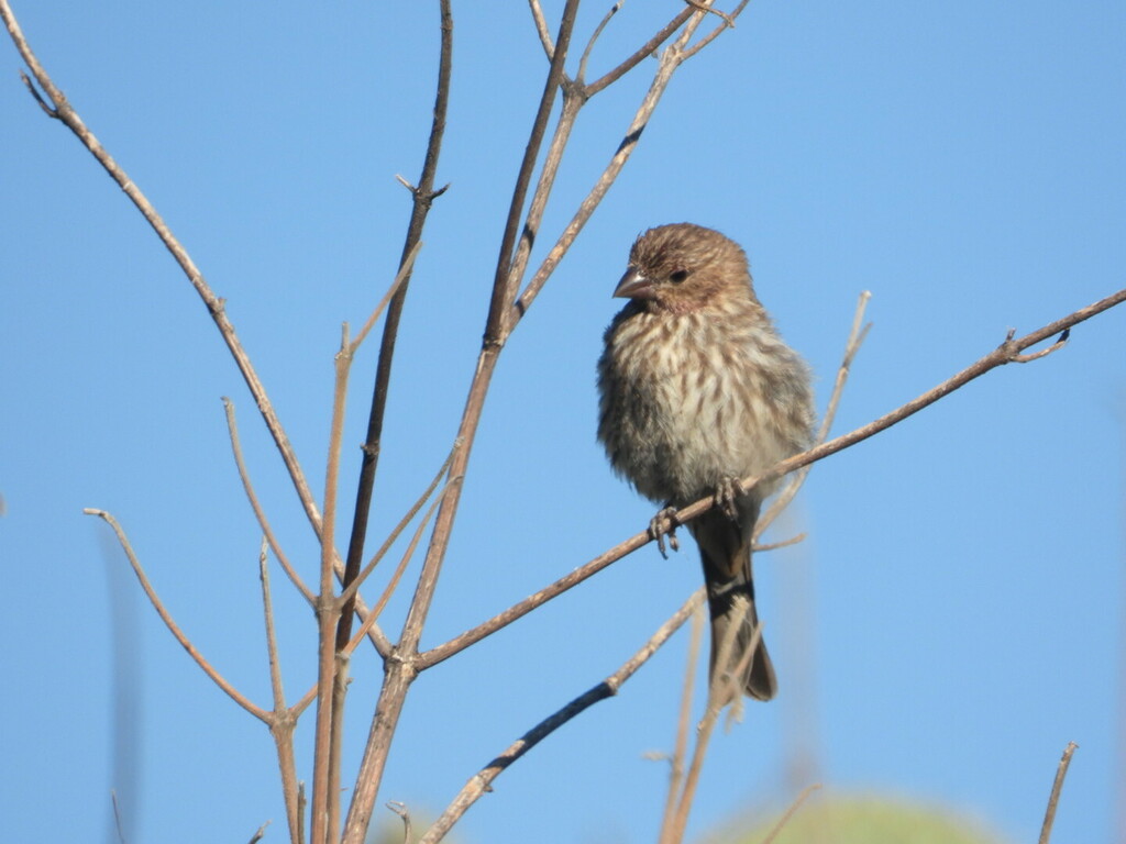 House Finch from Zacatecas, Zac., México on September 13, 2023 at 08:23 ...