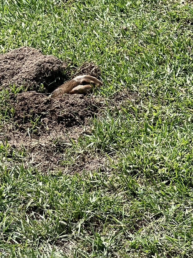 Botta's Pocket Gopher from Loring St, San Diego, CA, US on September 20 ...
