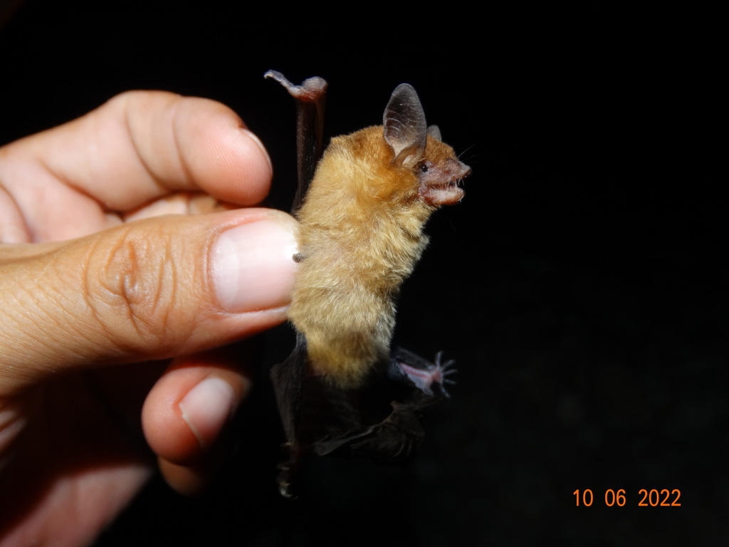black-winged little yellow bat from Soto la Marina, Tamps., México on ...