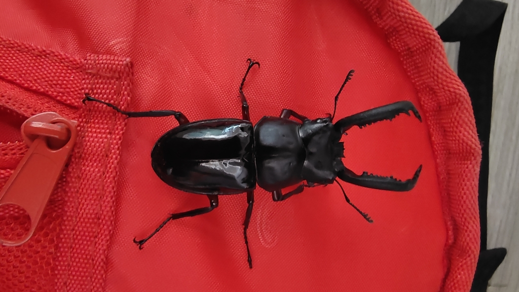 Pseudorhaetus sinicus sinicus in September 2023 by mamahunter · iNaturalist