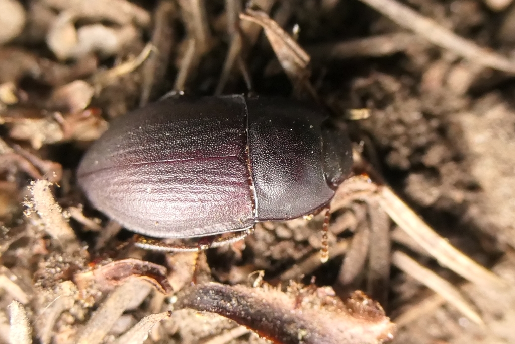 False Wireworm from Christchurch Central City, Christchurch, New ...