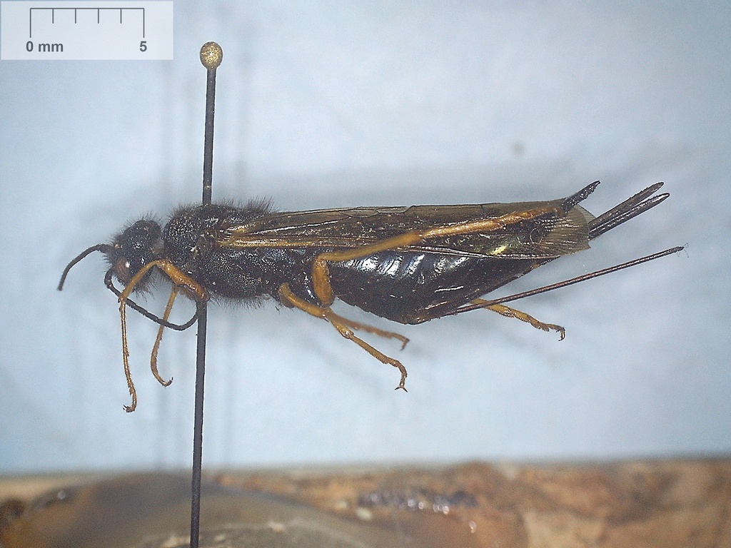 Blue Horntail from La Croche, La Tuque, QC, Canada on August 1, 2014 by ...