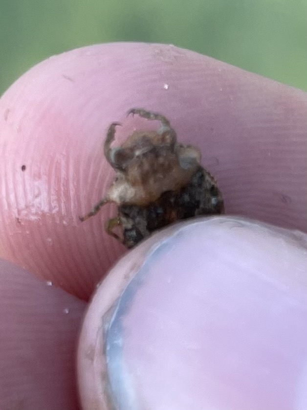 Big-eyed Toad Bug from Plains Rd, Leslie, MI, US on September 20, 2023 ...