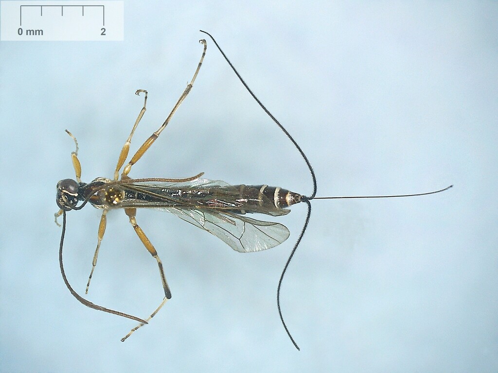 Perithous from Lac Brompton, Estrie, QC, Canada on July 10, 1978 by ...