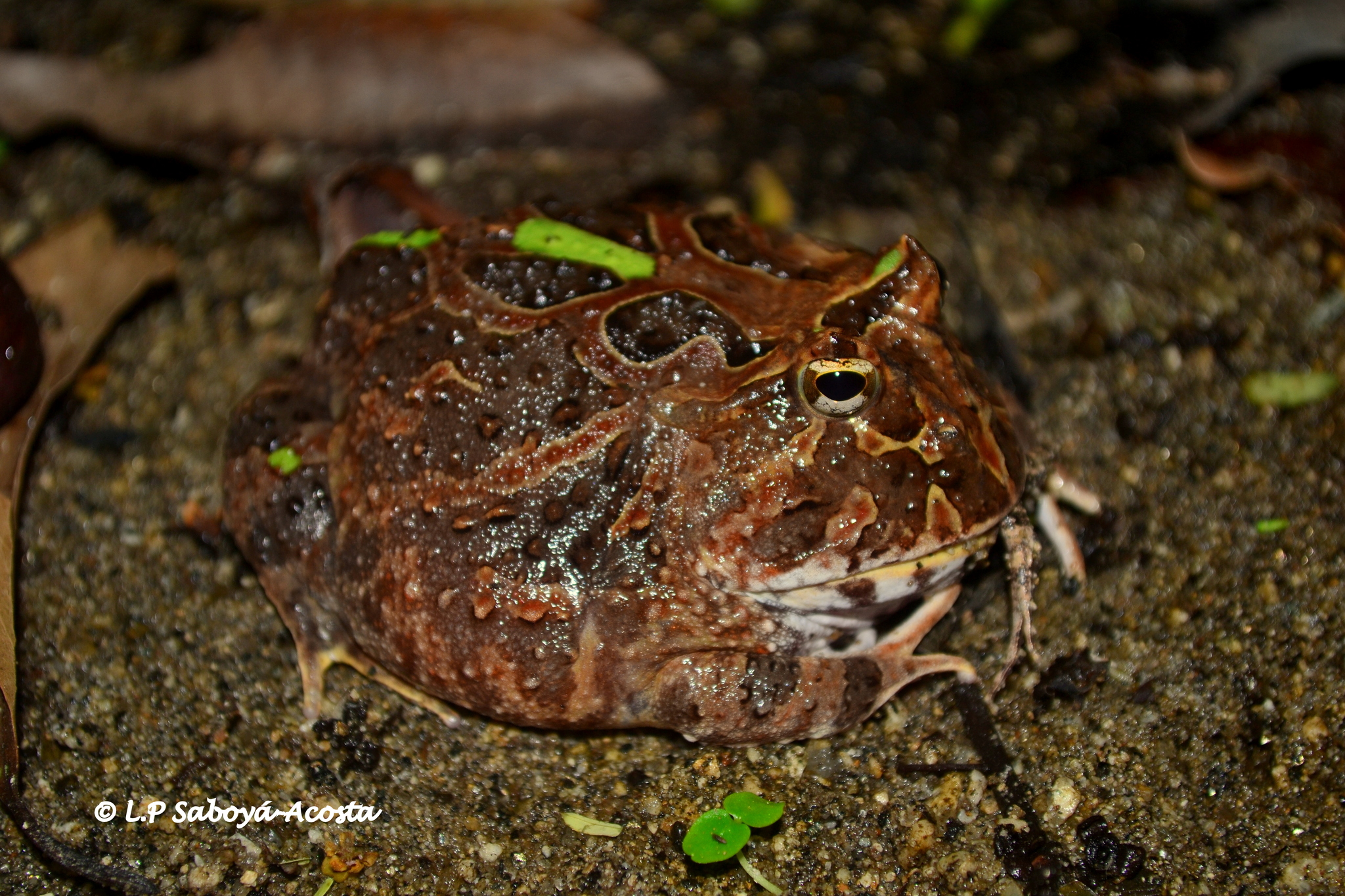 Ceratophrys calcarata Boulenger, 1890