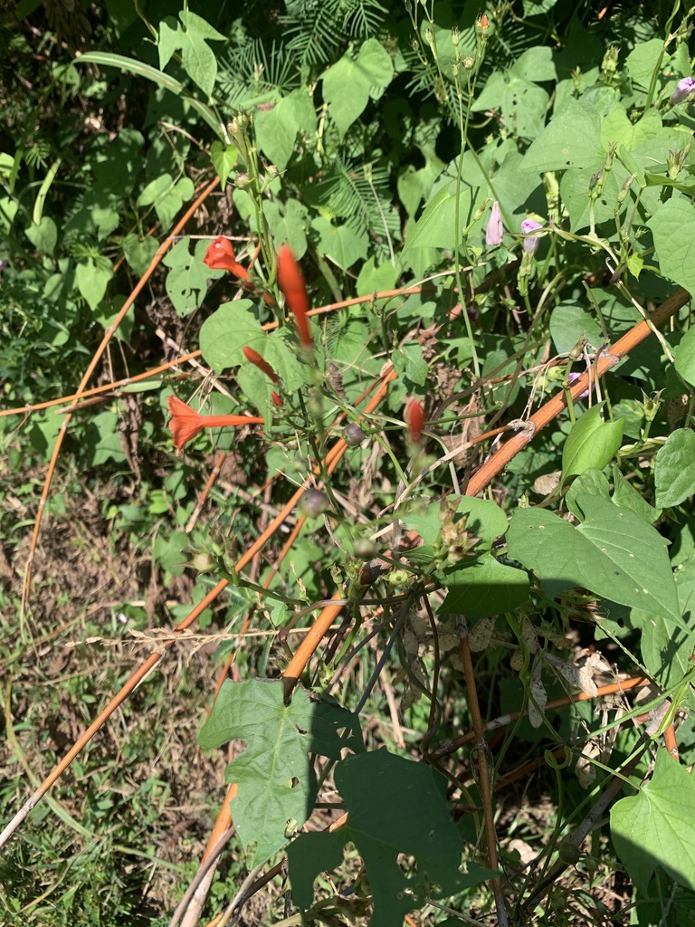 scarlet creeper from Enterprise St, Eatonton, GA, US on September 20 ...