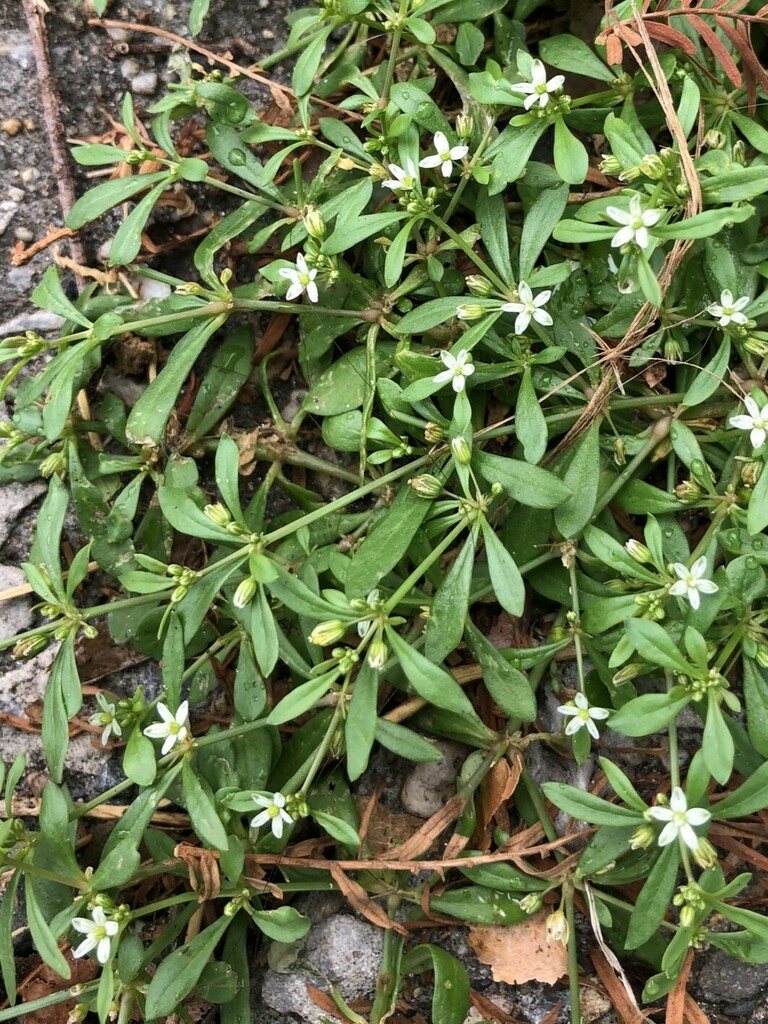 green carpetweed (Common Iowa Weeds) · iNaturalist