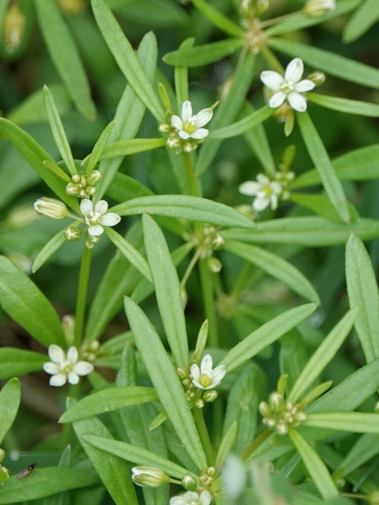 green carpetweed (Common Iowa Weeds) · iNaturalist
