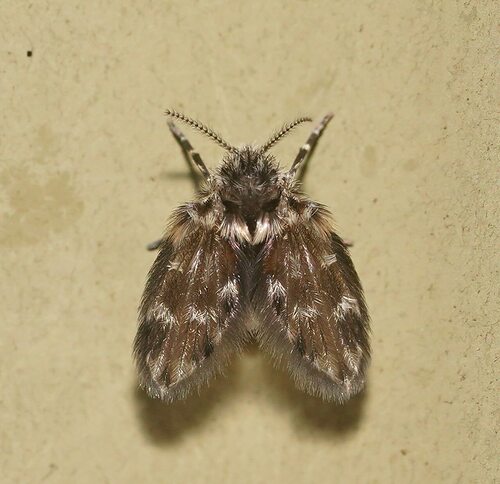 Pericoma illustrata · NaturaLista Colombia